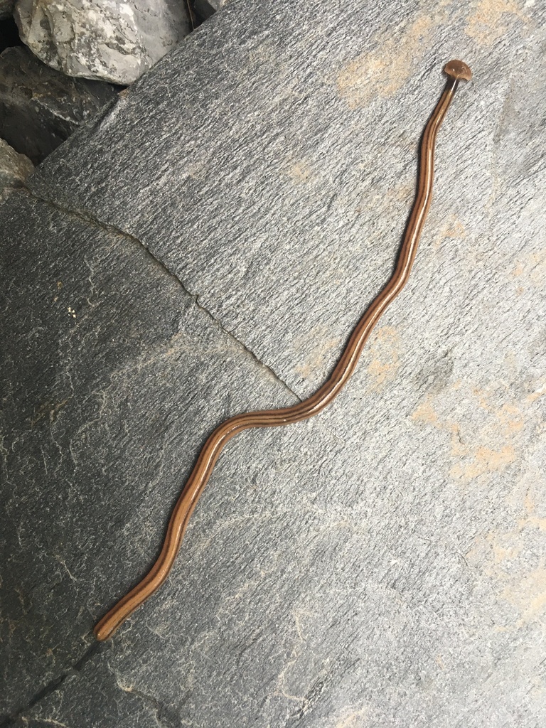 Shovel-headed Garden Worm from Little Neck Rd, Virginia Beach, VA, US ...