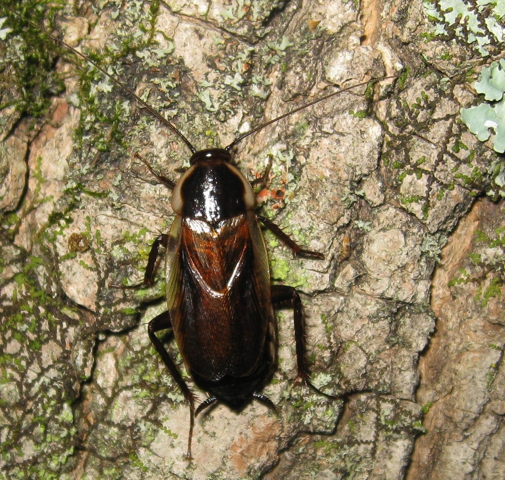 Pennsylvania Wood Cockroach (Cockroaches and Termites of the United ...