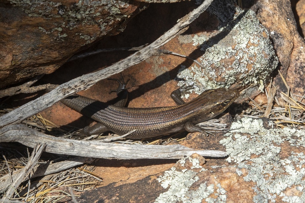 Flinder's Ranges Rock-skink from Hawker, South Australia on October 17 ...