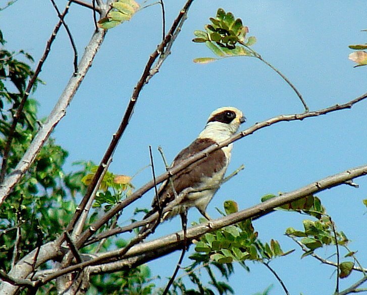 Halcón guaco (AVES DE LA COSTA DE JALISCO) · iNaturalist