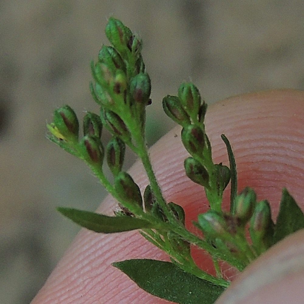 Hairy Pinweed (Plants of Dallas/Fort Worth) · iNaturalist