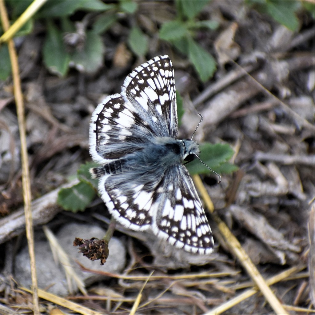 Common Checkered-Skipper and Allies from Guadalupe River State Park ...