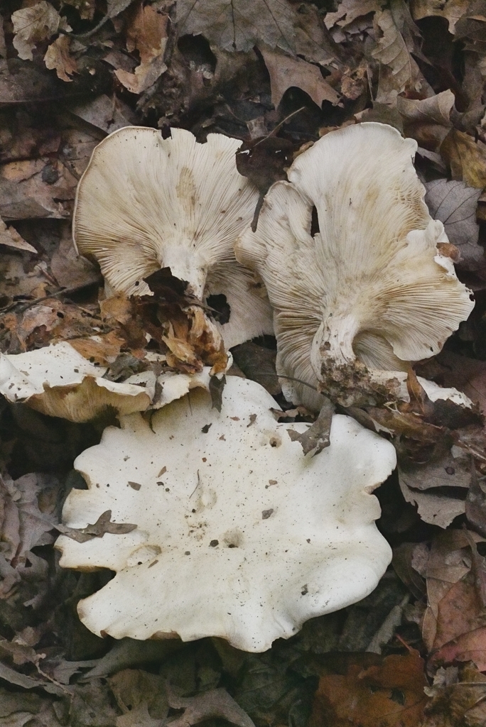 robust clitocybe from Brown County, US-IN, US on October 17, 2020 at 03 ...