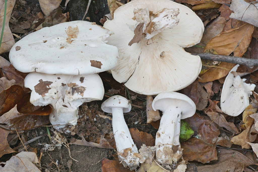 robust clitocybe from Brown County, US-IN, US on October 17, 2020 at 03 ...