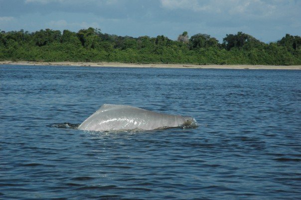 Boto in February 2007 by christian_nunes · iNaturalist