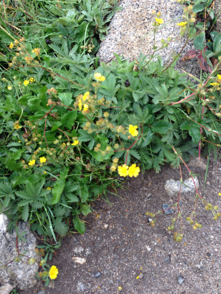 Slender cinquefoil (Native Forbs and Cactuses of Golden Gate Canyon ...