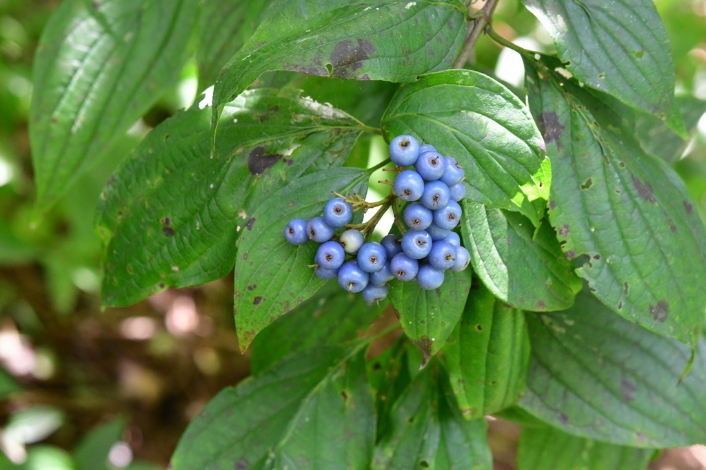 (Cornus excelsa) - Botanical Realm