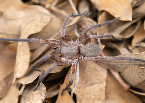 Zorocrates unicolor · iNaturalist Mexico