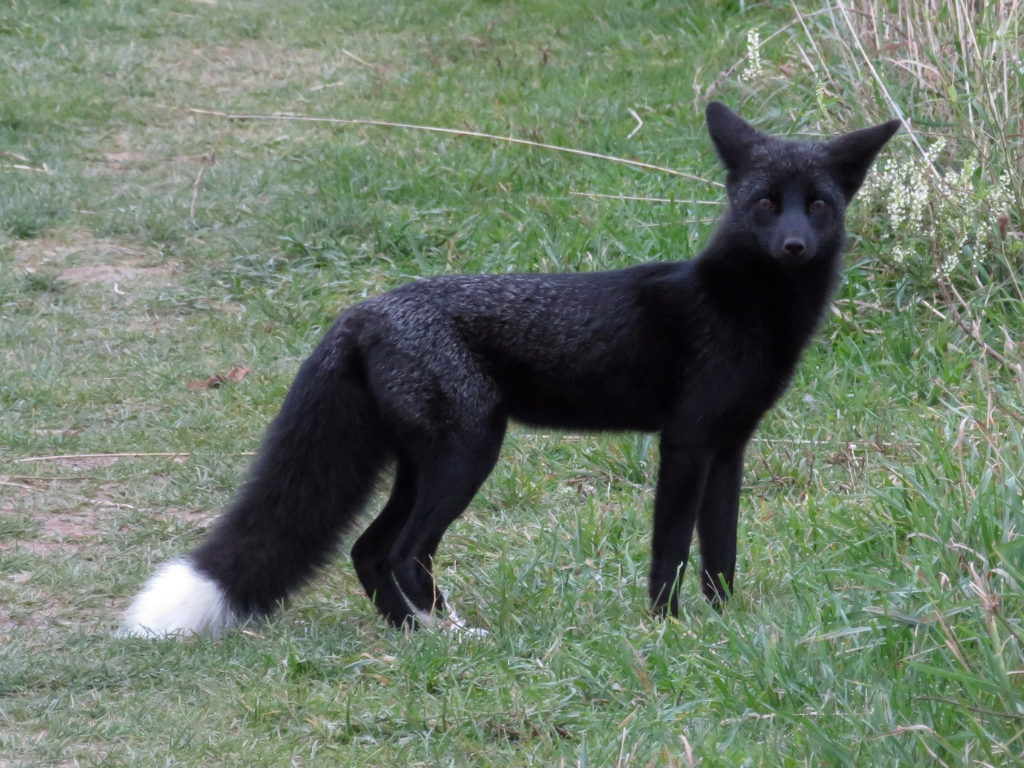 Red Fox from Samuel Smith Park, Toronto, ON, Canada on October 26, 2020 ...