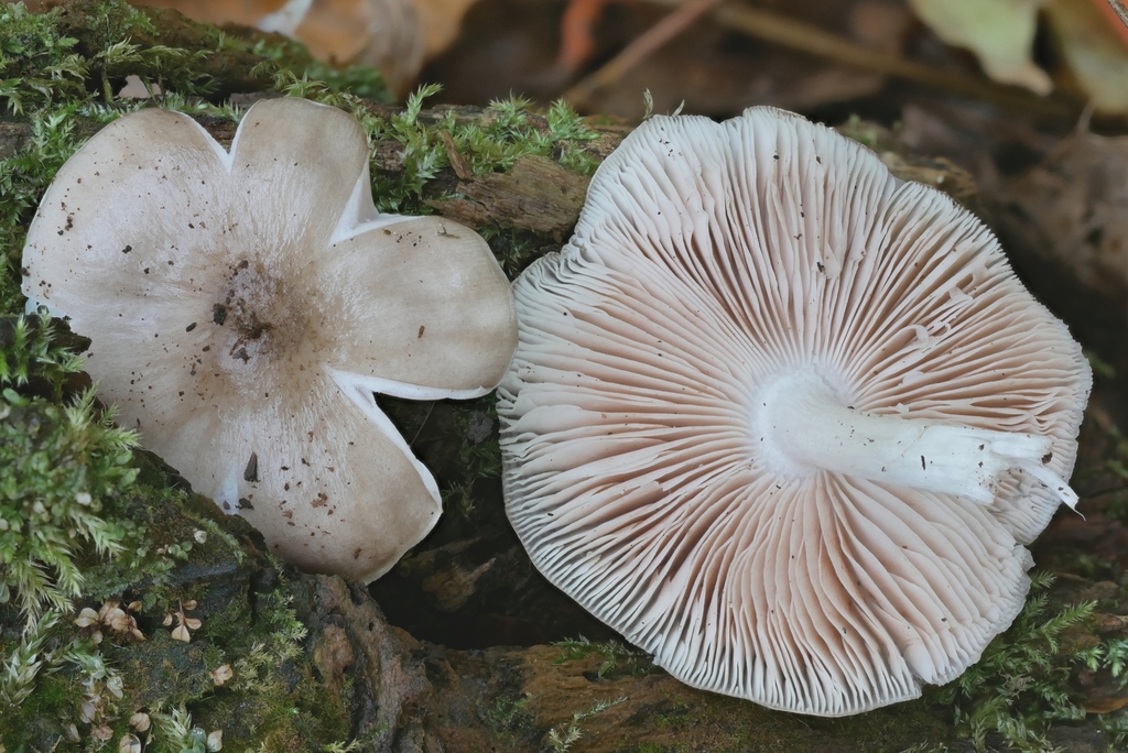 Pluteus hongoi from St. Joseph County, US-IN, US on October 19, 2020 at ...