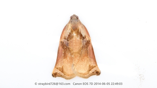 Archips arcanus · iNaturalist