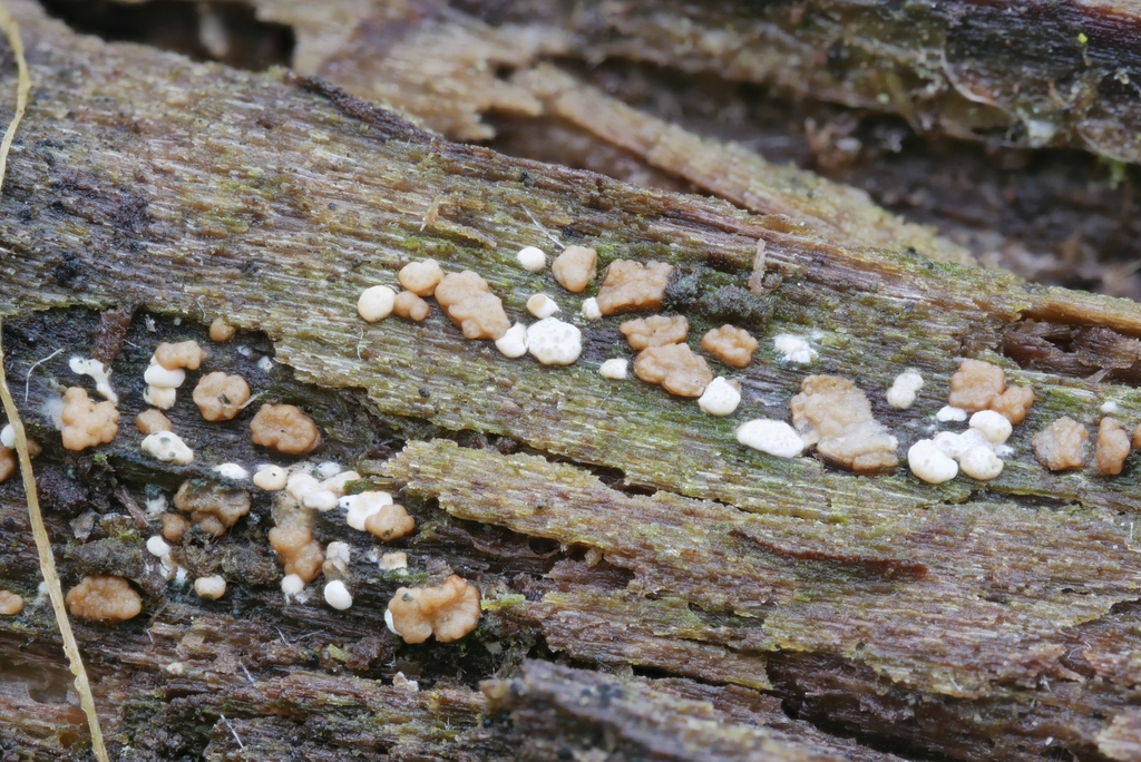 Trichoderma hamatum from St. Joseph County, US-IN, US on October 21 ...