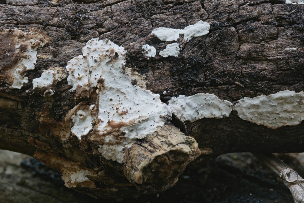 Eichleriella macrospora from Liberty Township, IN, USA on October 21 ...