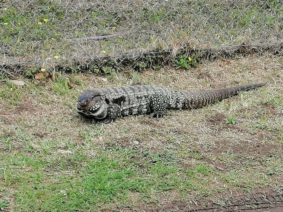 Argentine Black-and-white Tegu from Miami-Dade County, FL, USA on ...