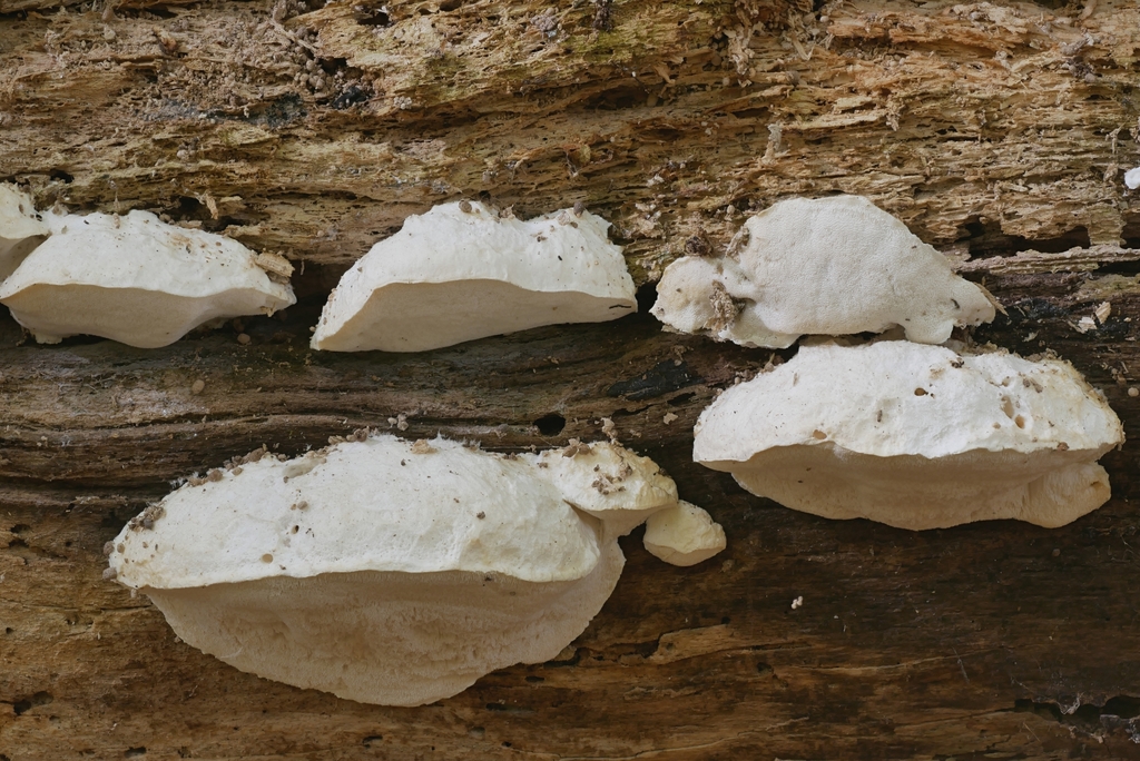 Tyromyces from St. Joseph County, US-IN, US on October 21, 2020 at 03: ...