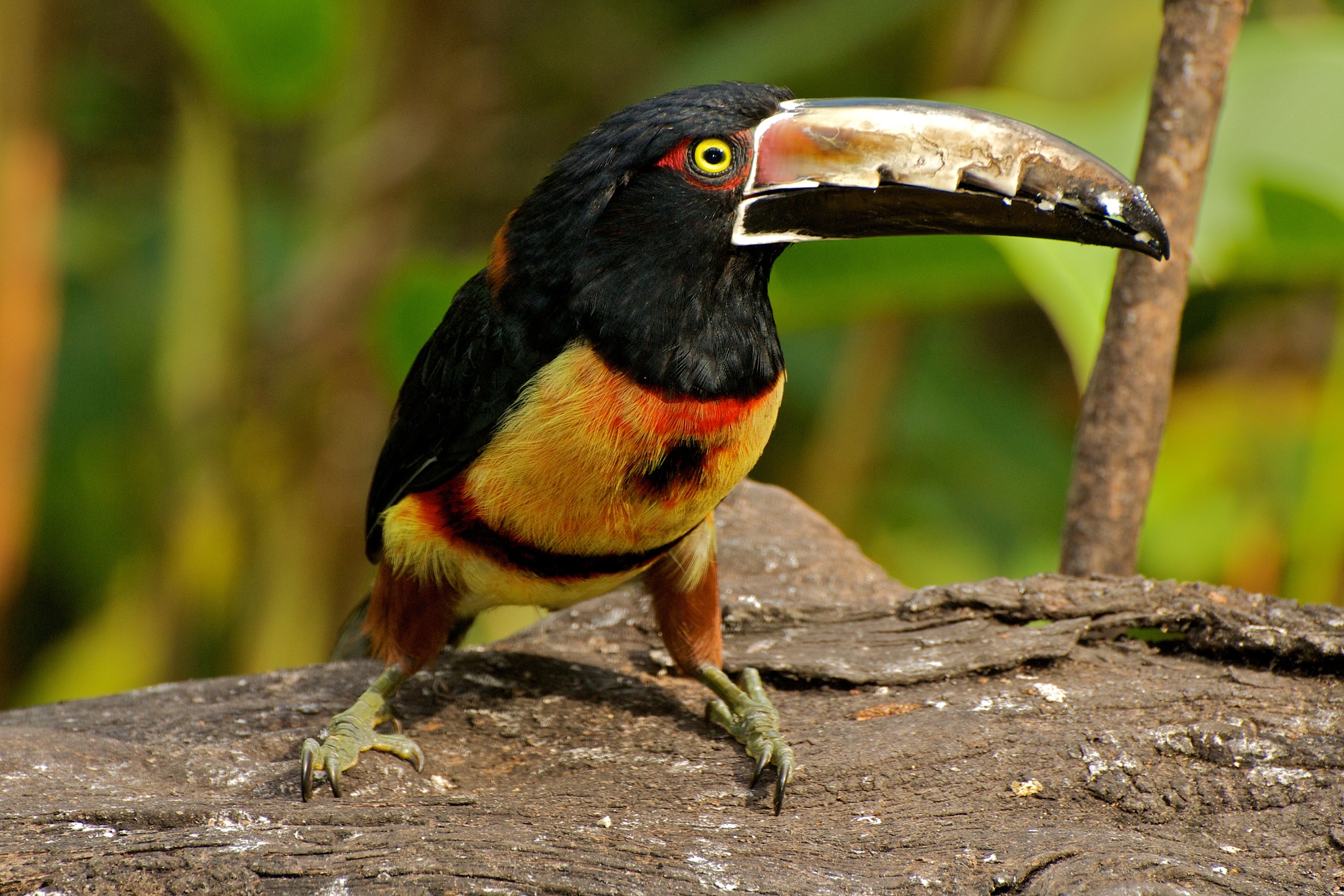 Collared Aracari