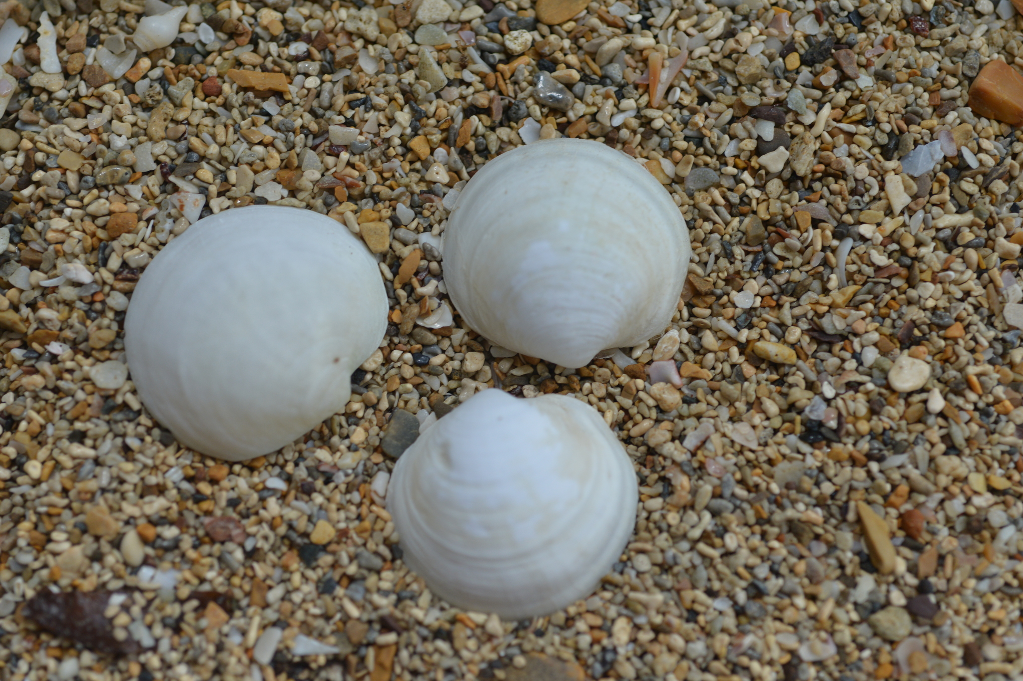 Anodontia edentula (Linnaeus, 1758)