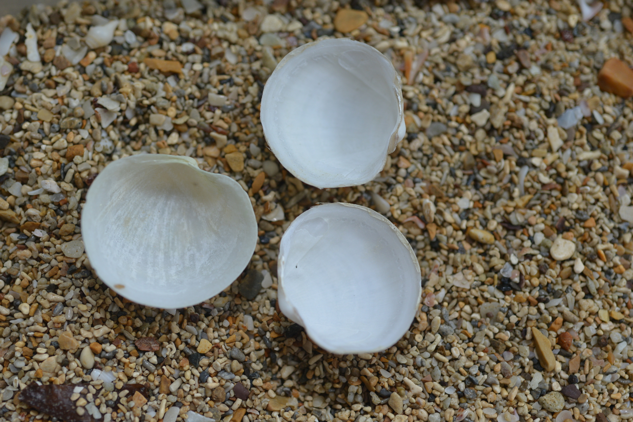 Anodontia edentula (Linnaeus, 1758)