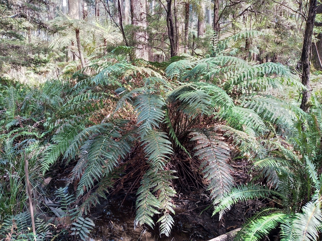 king fern from Sherbrooke VIC 3789, Australia on October 27, 2020 at 11 ...