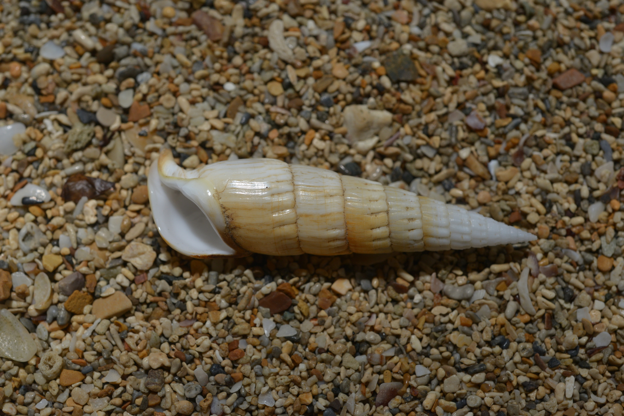 Rhinoclavis vertagus (Linnaeus, 1767)