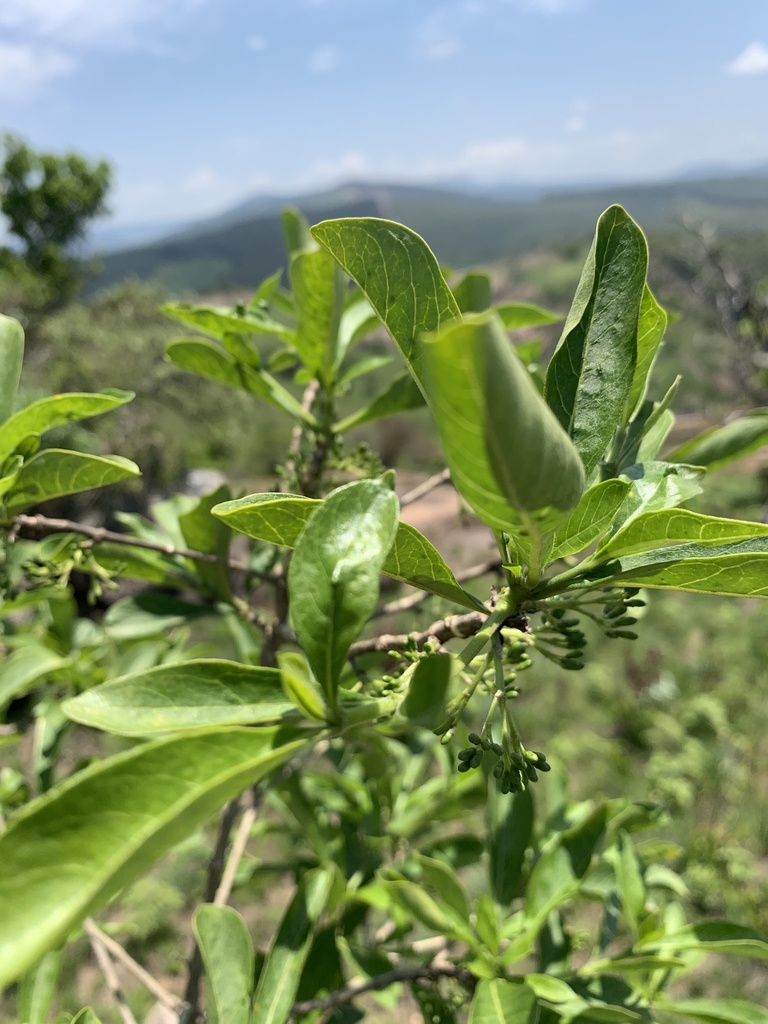 Common Pavetta from MP, ZA on October 26, 2020 at 11:49 AM by Troos van ...