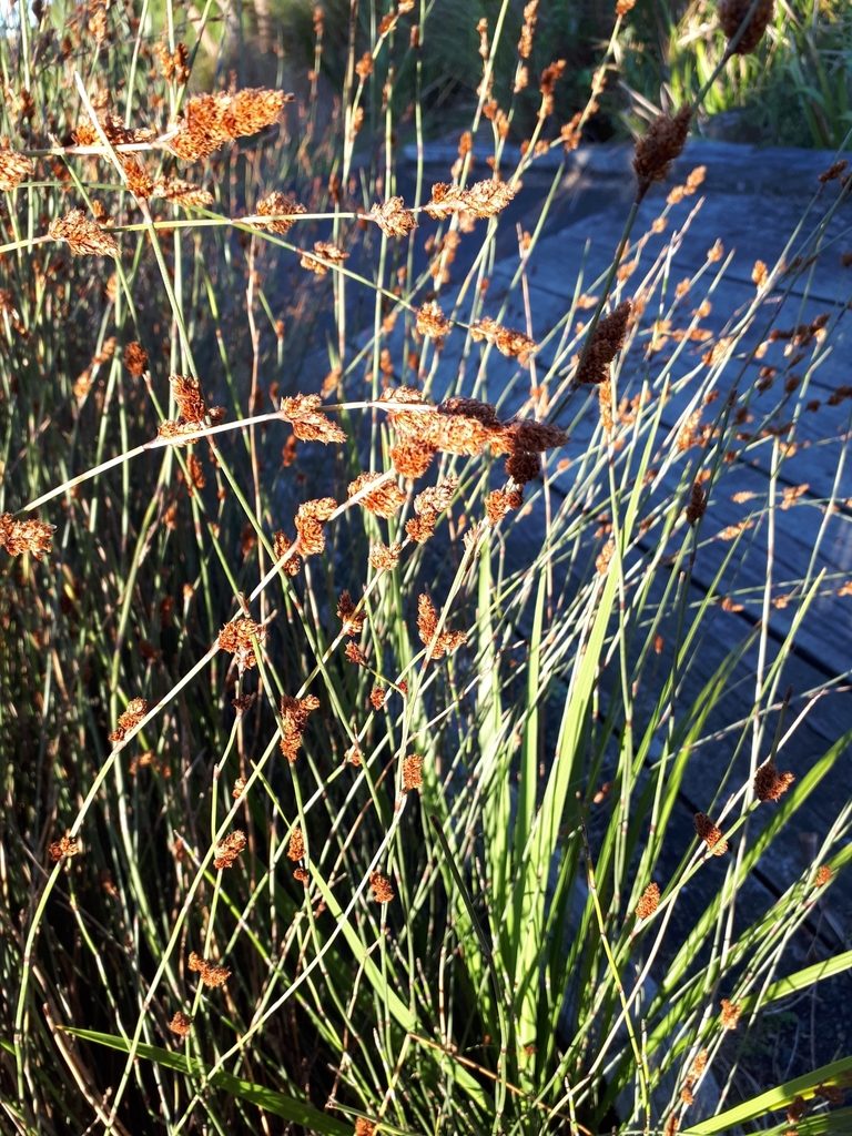 Jointed rush from 21 Margan Ave, New Lynn, Auckland 0600, New Zealand ...