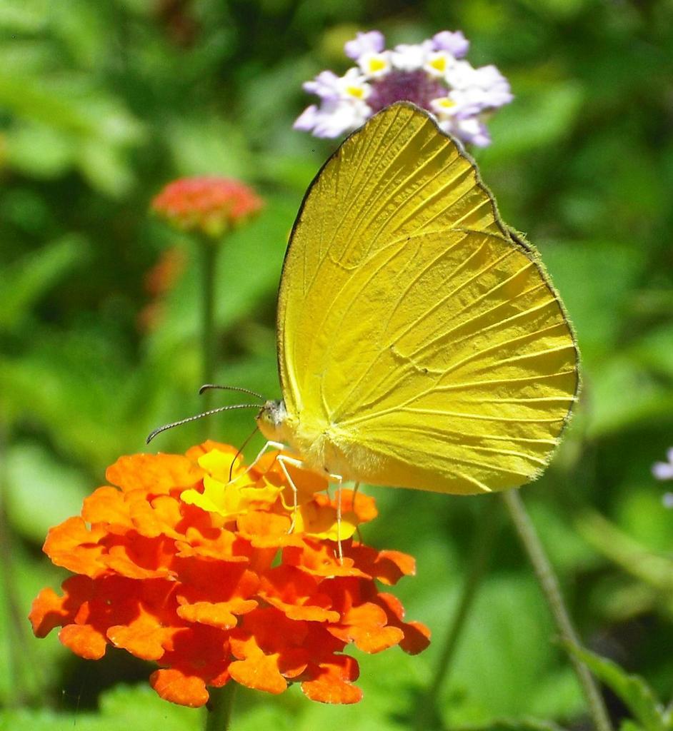 Dina Yellow (Butterflies of Montserrat) · iNaturalist