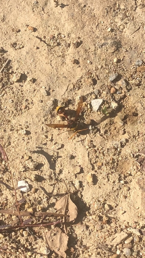 Delta pyriforme pyriforme from Lantau Island, Tung Chung, New ...