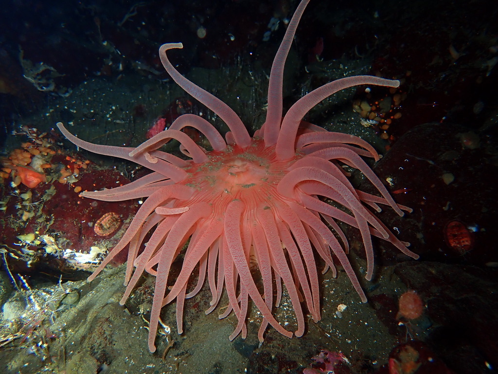 Cribrinopsis fernaldi Siebert & Spaulding, 1976