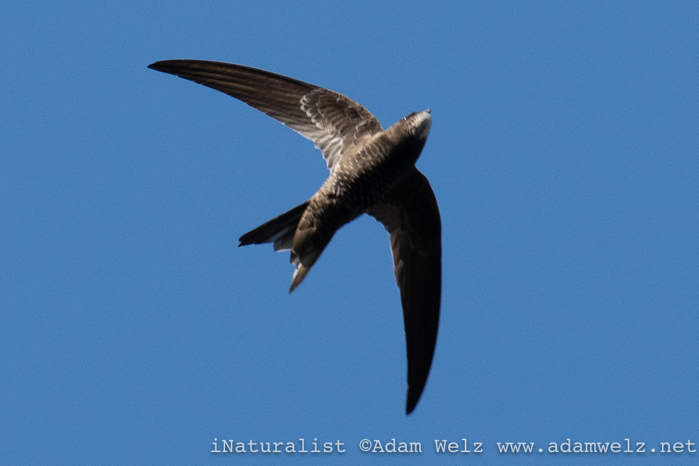 Typical Swifts (Apus) - Avian Discovery