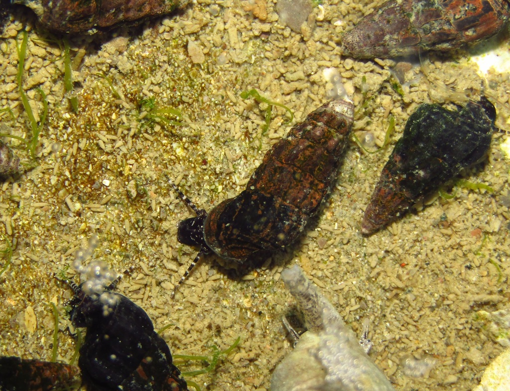Southern Creeper (Intertidal and Coastal Species of the East Coast Bays ...