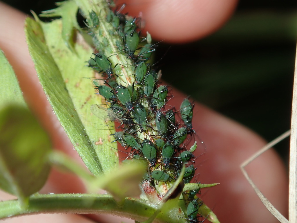 Japanese Vetch Aphid from Parramatta - South, New South Wales ...