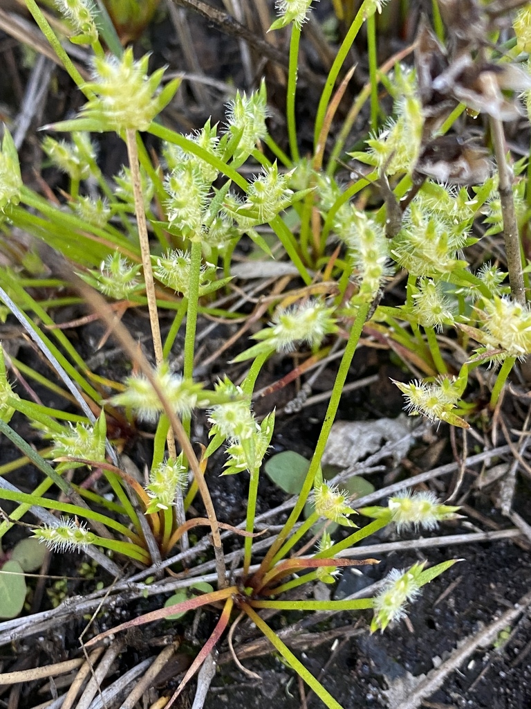 (Aphelia cyperoides) - Botanical Realm