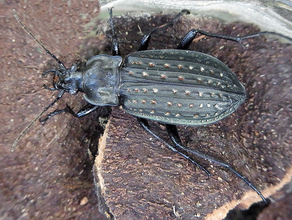 Carabe grillagé (carabidae france) · iNaturalist