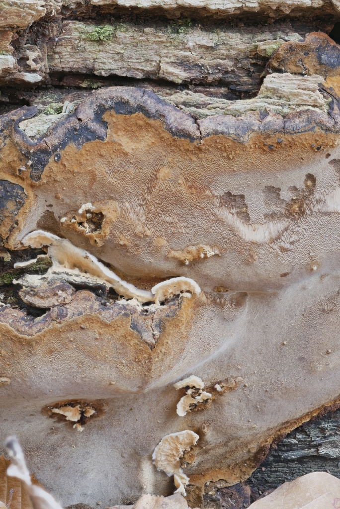 Phellinus from Jamestown Township, IN, USA on October 23, 2020 at 12:06 ...