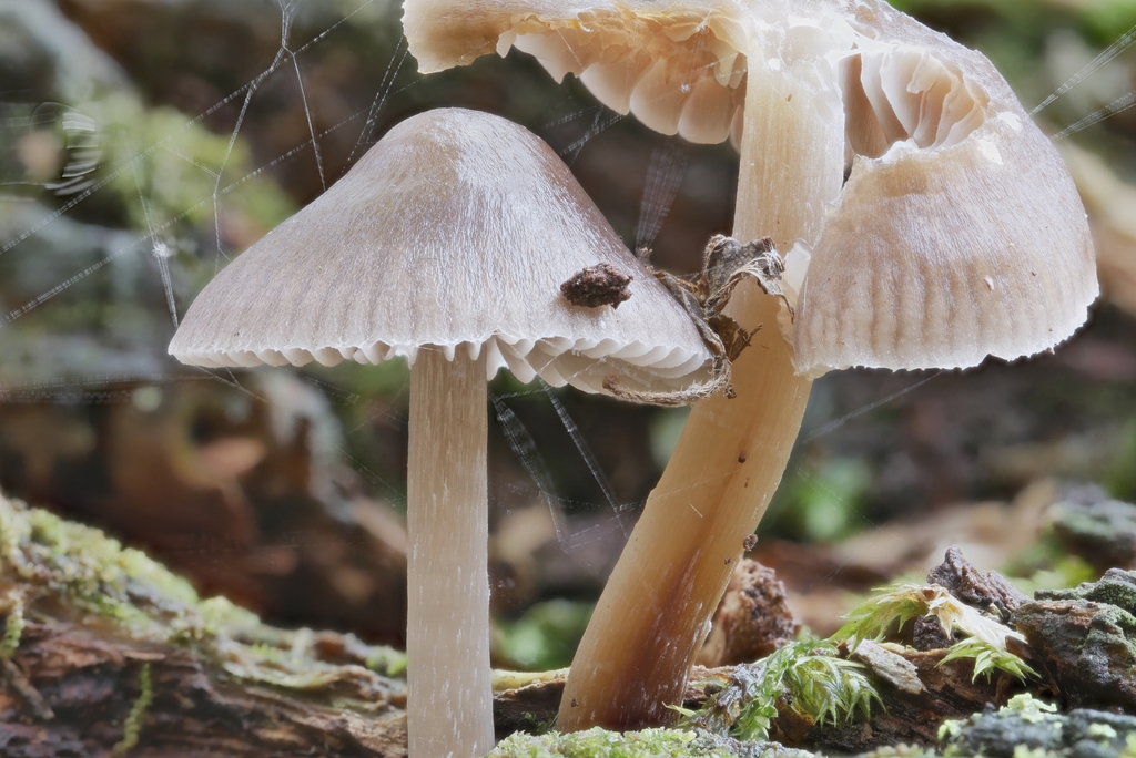 clustered bonnet from Jamestown Township, IN, USA on October 23, 2020 ...