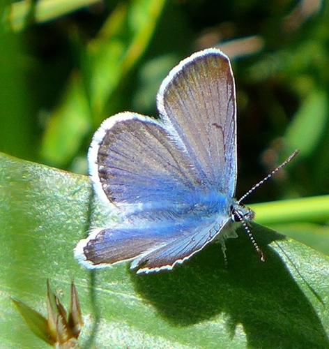 Greenish Blue (Butterflies / Moths of Highline Lake State Park ...