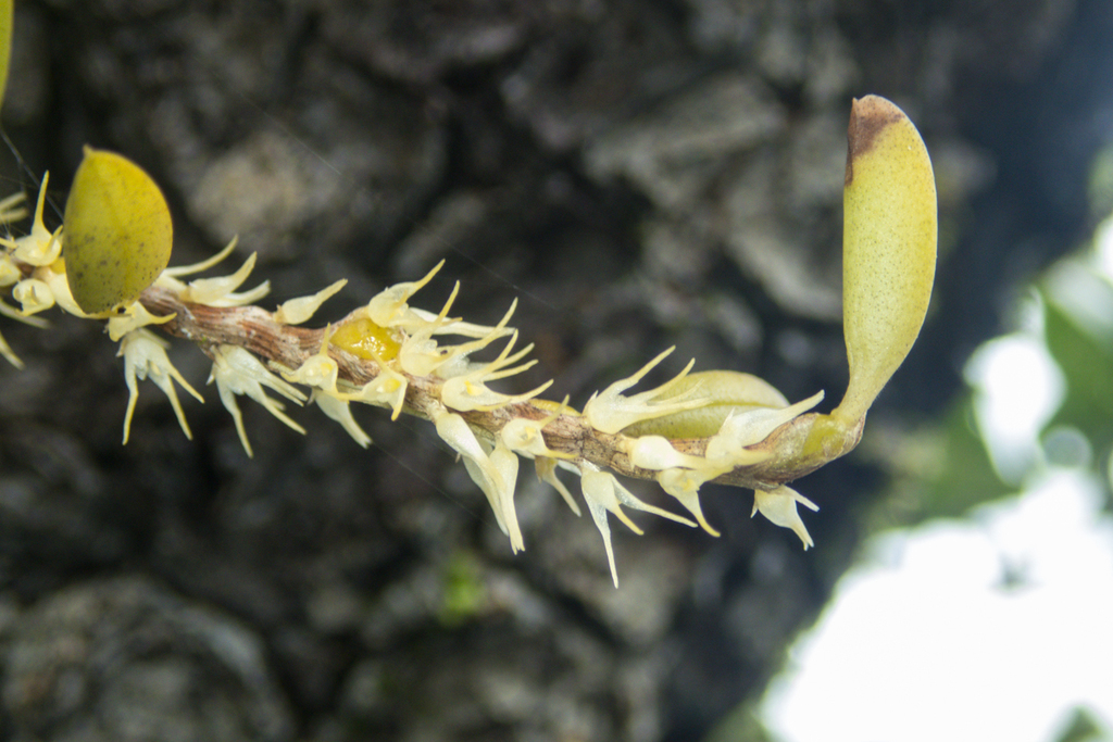 Bulbophyllum clandestinum from Koh Kong District, Cambodia on August 27 ...