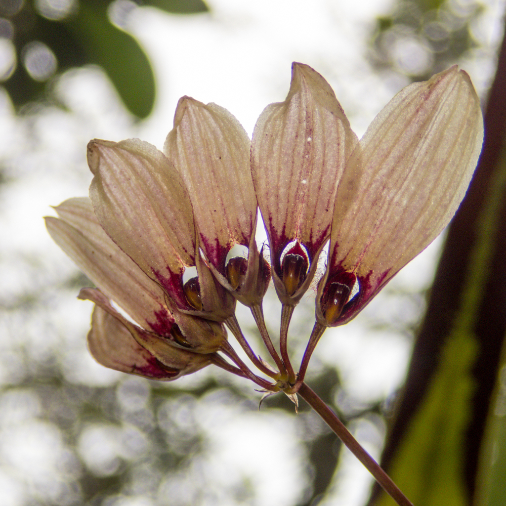 Bulbophyllum lepidum from Koh Kong District, Cambodia on December 31 ...