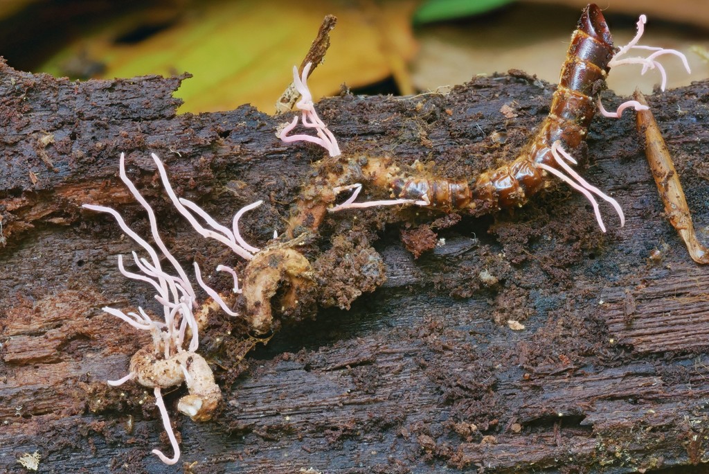 Akanthomyces angustisporus from Parkview Ln, Nashville, IN 47448, USA ...