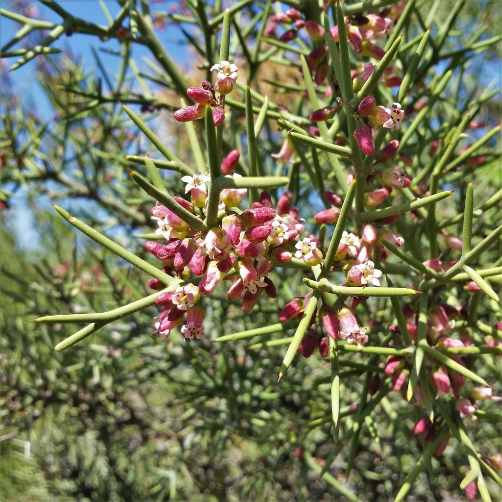 (Colletia spinosissima) - Botanical Realm