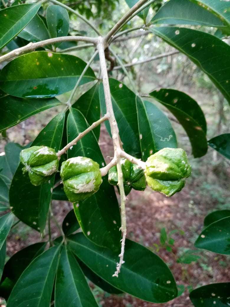 Esenbeckia berlandieri Baill.