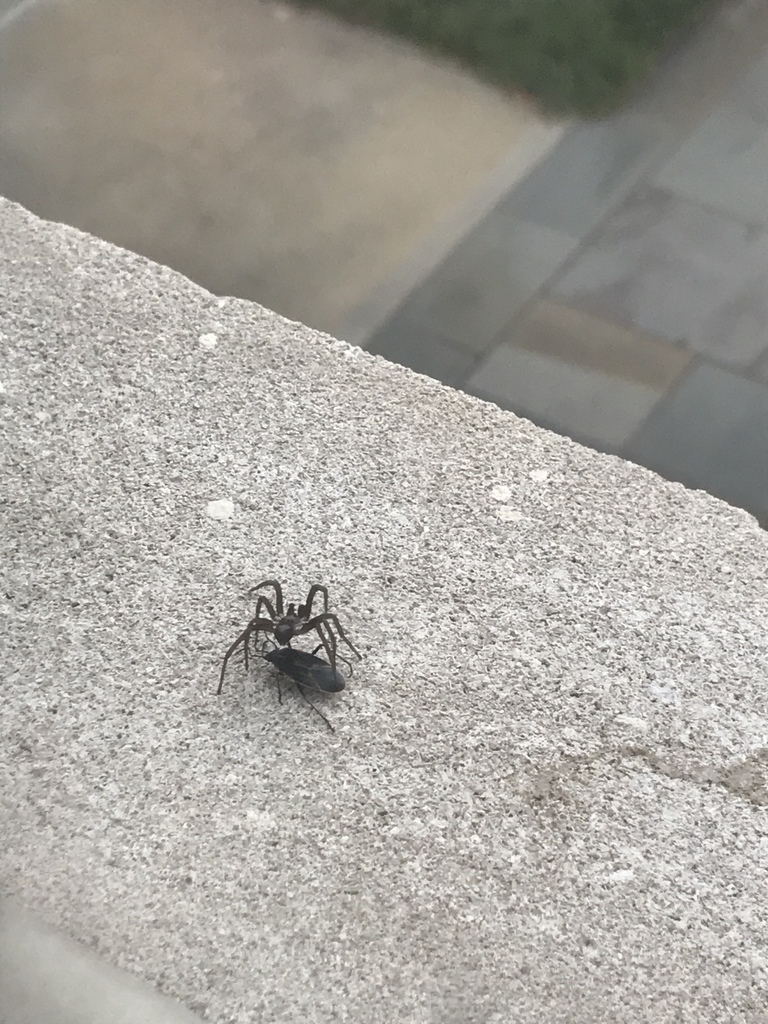Typical Spiders from Emory University, Atlanta, GA, US on September 03 ...