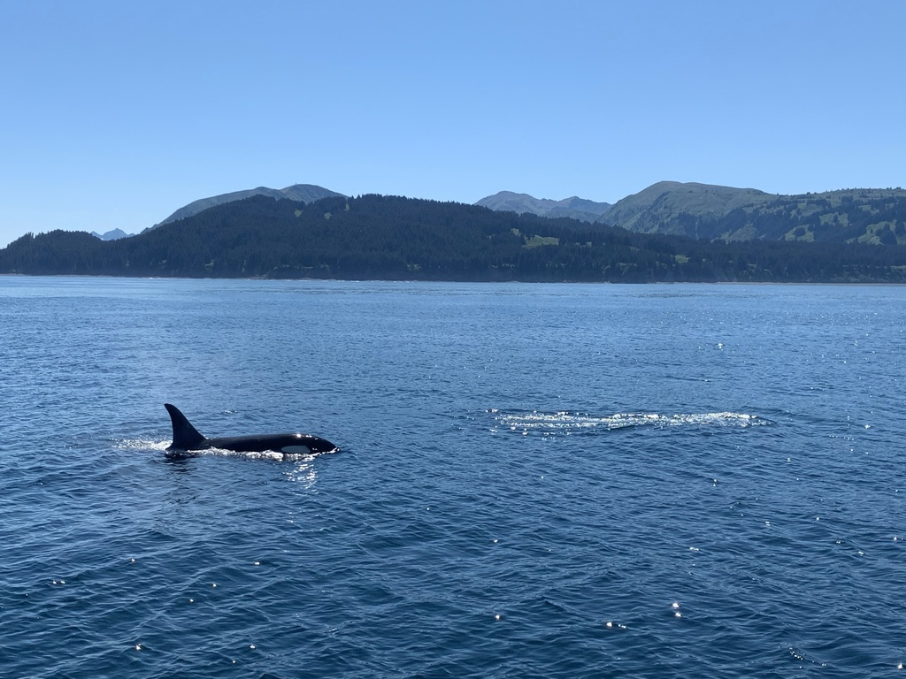 Orca from Kachemak Bay, AK, US on July 14, 2020 at 05:34 PM by karlysch ...