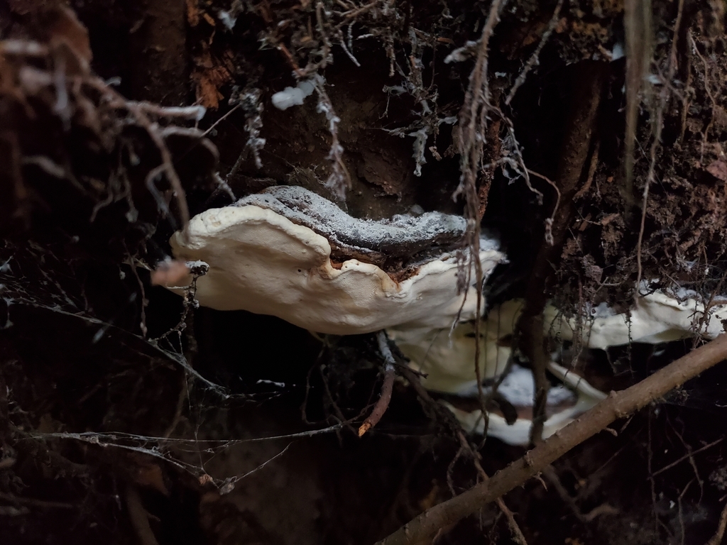 Heterobasidion occidentale from Beaver, OR 97112, USA on October 23 ...