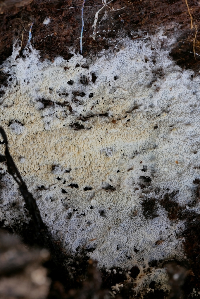 Trechispora from Huntington Township, IN, USA on October 24, 2020 at 04 ...