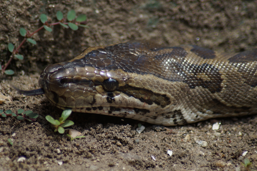 African Rock Python in December 2013 by Tom Kirschey · iNaturalist