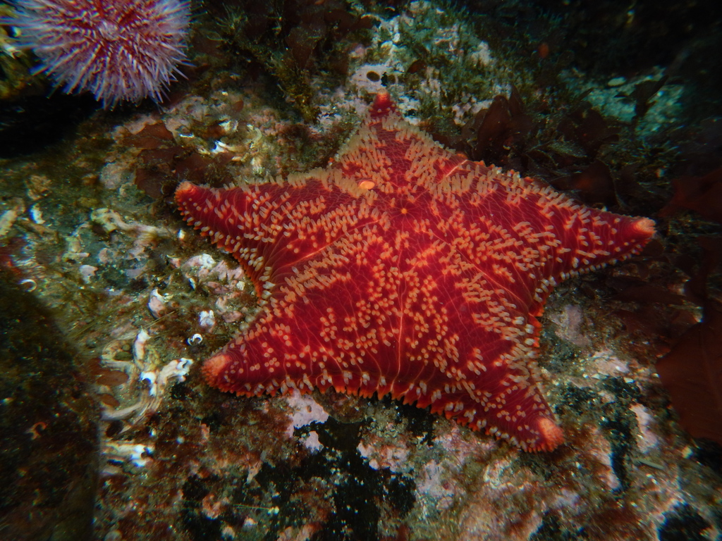 Red Cushion Star (North Atlantic Echinoderms) · iNaturalist