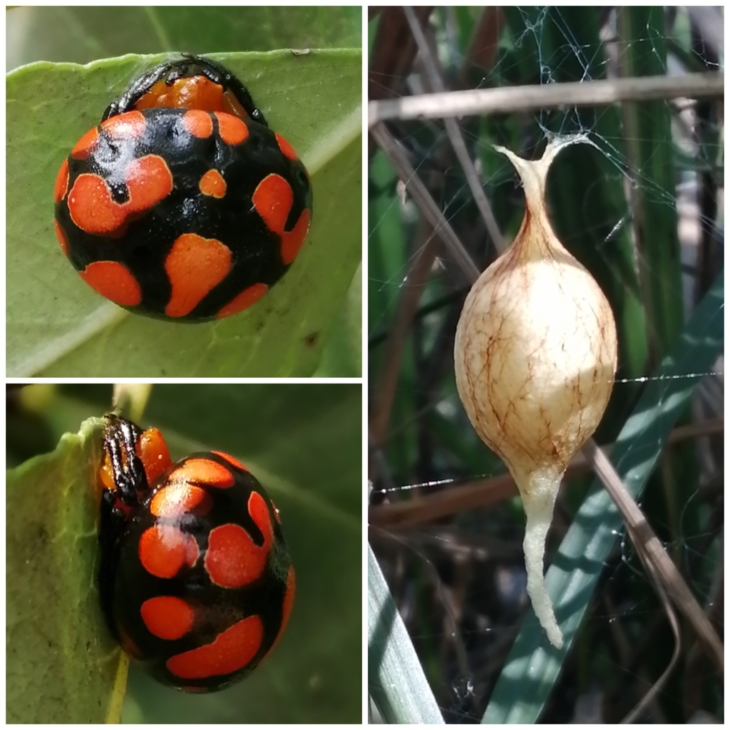 Pink Ladybeetle Spider from Umjindi, South Africa on April 13, 2020 by ...