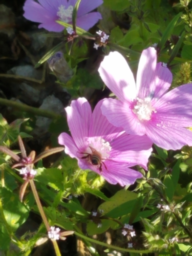 Alache desde Huajuapan de León, Oax., México el 25 de octubre de 2020 a ...